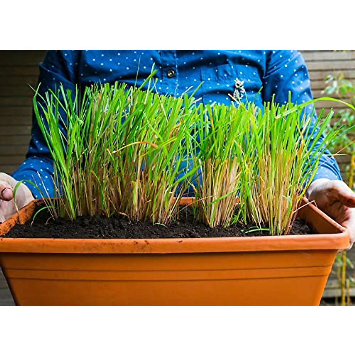 1000+ Lemongrass Seeds for Planting - Perennial Plant Outdoor Indoor Home