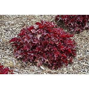 Proven Winners HEUPWP2147800 Dolce Cherry Truffles Coral Bells Live Plant, 4.5 in. Quart, Red Foliage