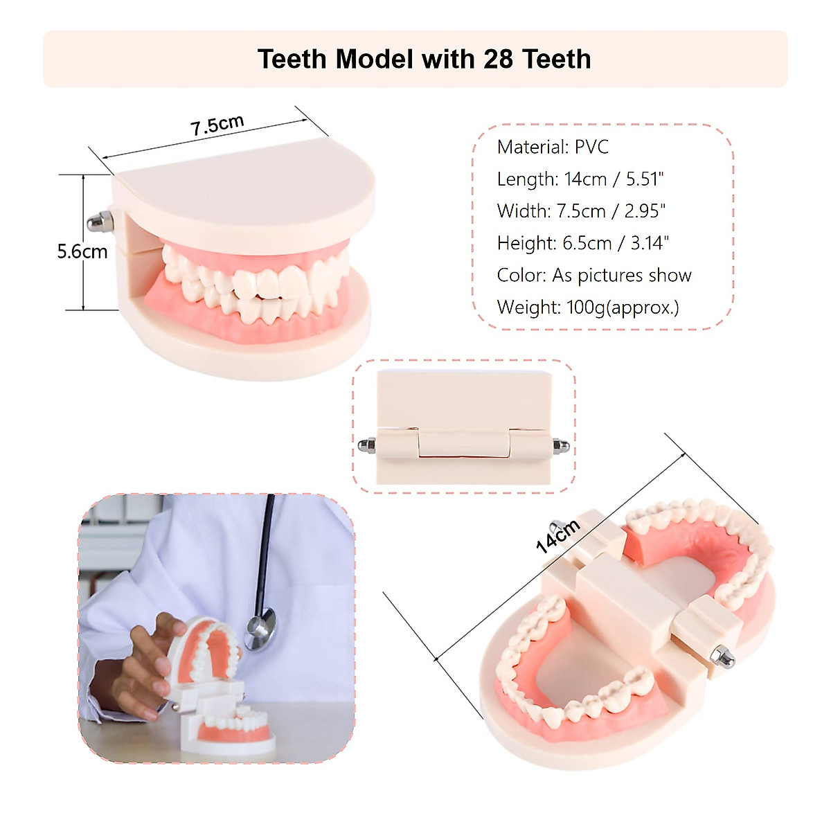 Lightweight toothbrush model for demonstration in a hospital of dental clinic teaching you while brushing your teeth