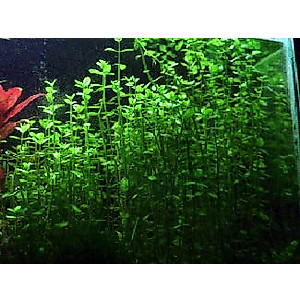 Potted Live Aquarium Plants | Freshwater Aquatic Plants for Aquariums (Moneywort)
