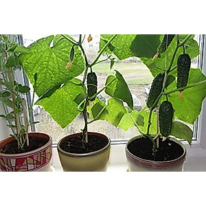 Seeds Cucumber Indoor F1 Room Early Self-pollinated Pickling Vegetable for Planting Heirloom Non GMO