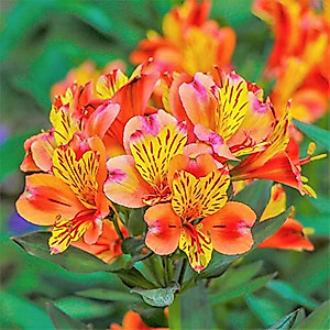 QAUZUY GARDEN 25 Mixed Peruvian Lily (Lily of The Incas/Princess Lily) Alstroemeria Seeds Perennial Delicate Flowers for Bouquets Flower Arrangements Attract Pollinators
