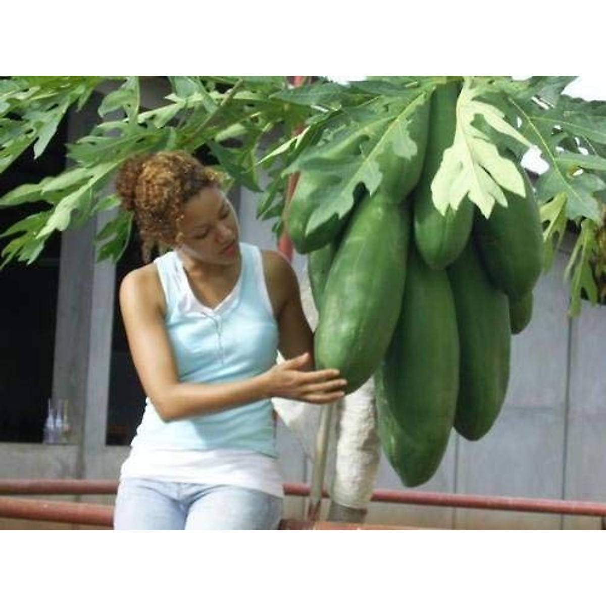 Dichondra 50pcs Dwarf Cylindrical Papaya "Kaek dahm" Fruit Seeds
