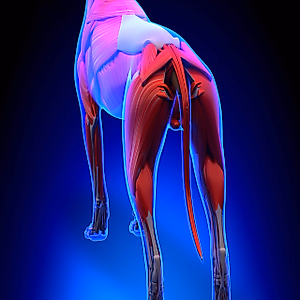 Holistic Horseworks Canine Musculoskeletal Unwinding Home Study Course - Watch Instantly, with Copy Canine Musculoskeletal Unwinding Workbook - for Dog and Pets Lovers