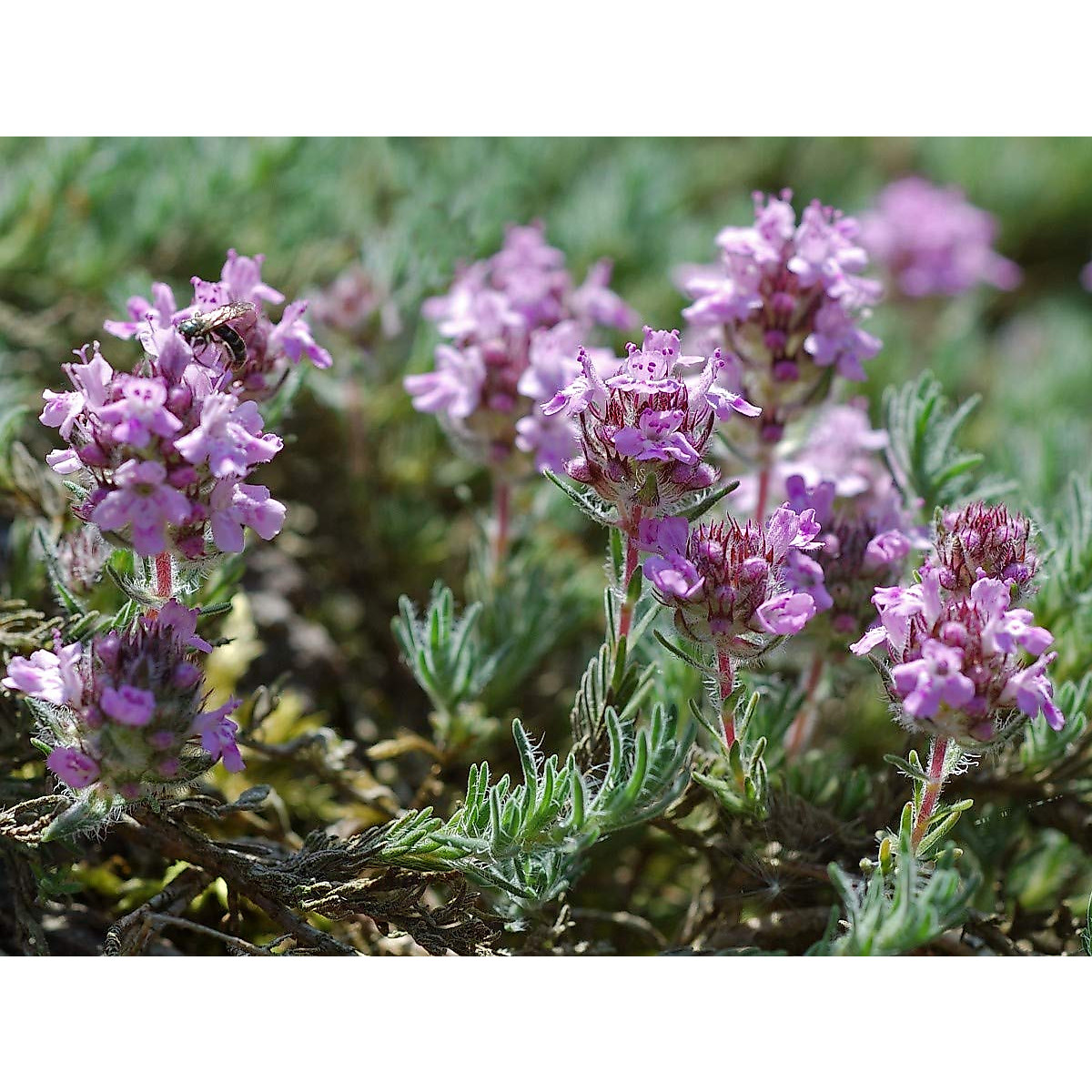 Seeds Common English Thyme Herbs for Planting Non GMO 500 Seeds