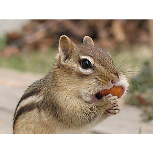 Wakefield Extra Large Virginia Peanuts for Animals, 25 LBS