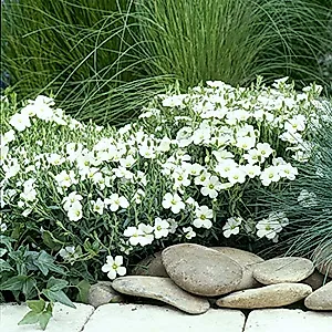 Outsidepride Perennial Arenaria Montana Alpine, Rock Garden, Or Ground Cover Plant - 2000 Seeds