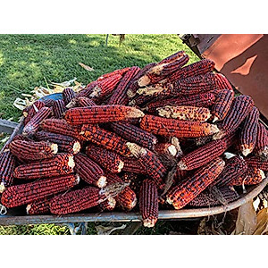 Jimmy Red Corn Famous Bootlegger Moonshine Grits Hominy Masa Corn Heirloom Premium Seed Packet + More