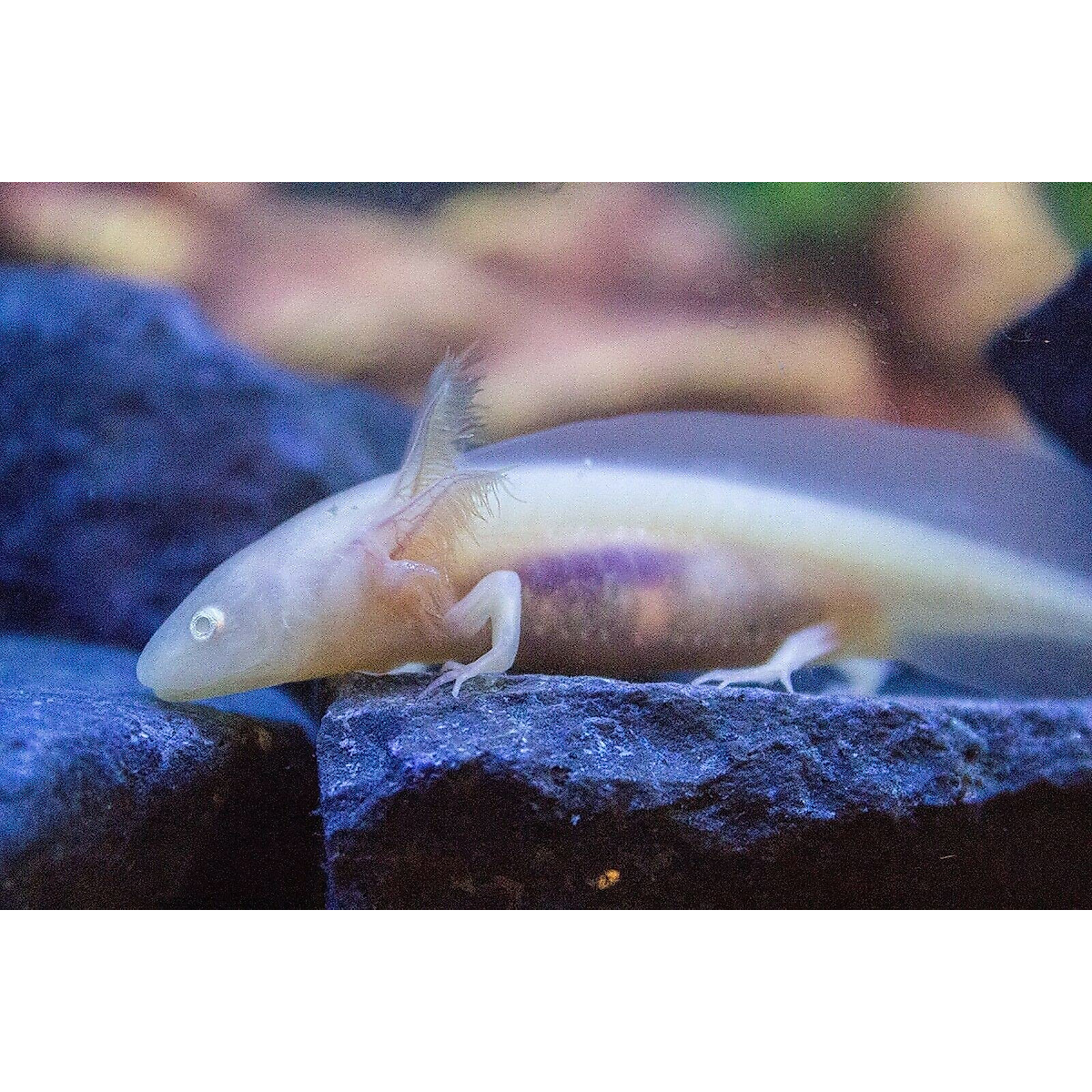 AQUATICBLENDEDFOODS Gourmet Axolotl Soft Food Pellet Mix 3.2mm & 4.0mm & Mini BLOODWORM Sticks (2oz) - ABF7