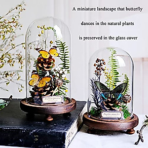 CXUEMH Miniature Landscape Natural Plants and Real Butterfly Specimen with Glass Cover Biology Science Children Education Home & Office Desktop Decor for Friends