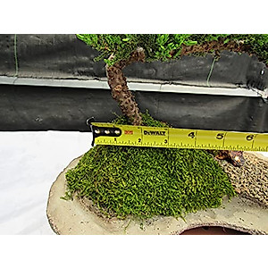 Juniper Bonsai Tree On Rock Slab