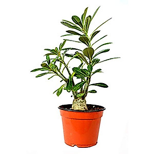 9GreenBox - Desert Rose Bonsai - Ship Bare Root