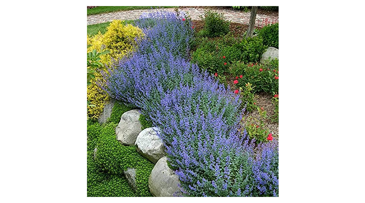 Buy Catmint Seeds - Blue Wonder Perennial for Gardens