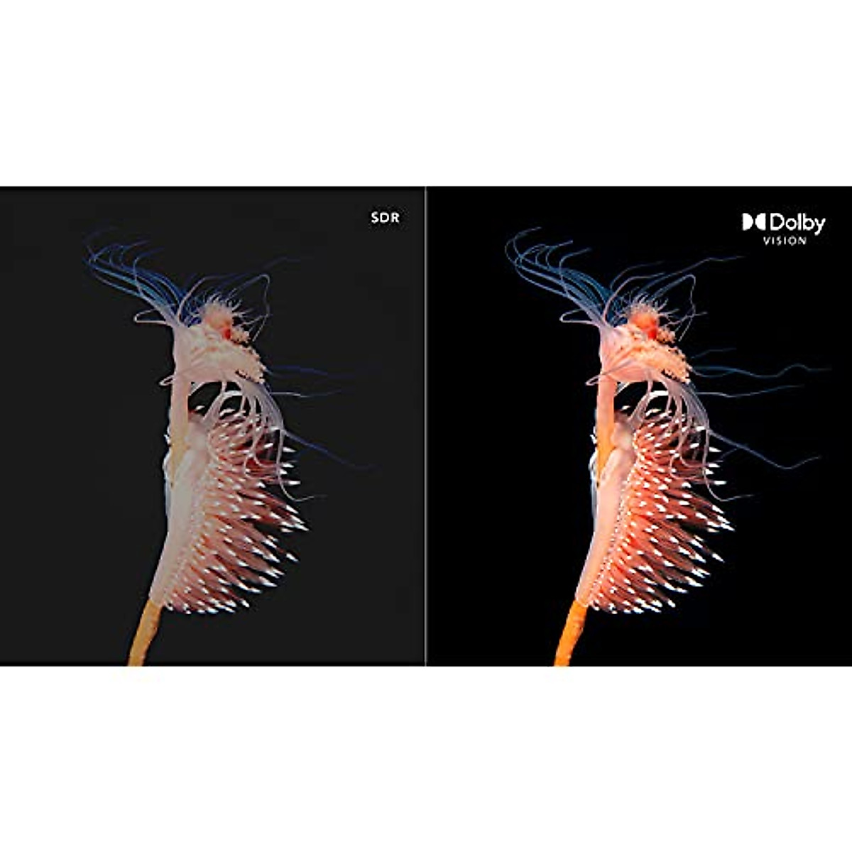 VIZIO 50-Inch M-Series 4K QLED HDR Smart TV w/Voice Remote, Dolby Vision HDR10+, Alexa Compatibility, M50Q7-J01, 2021 Model (Renewed)