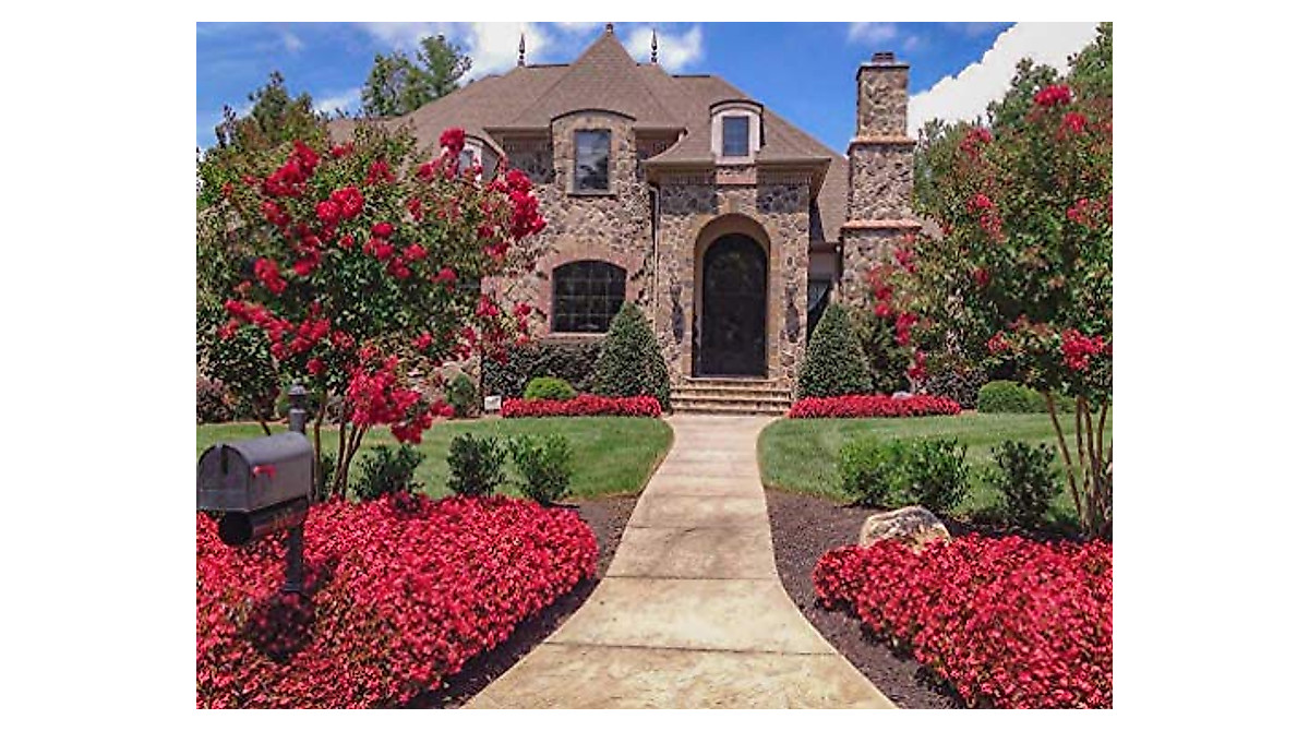 Buy 1195D-Dwarf Red-Rocket Crape Myrtle Seeds Online