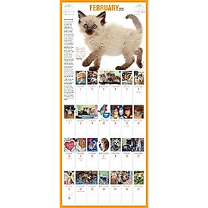 365 Kittens-A-Year Picture-A-Day Wall Calendar 2021