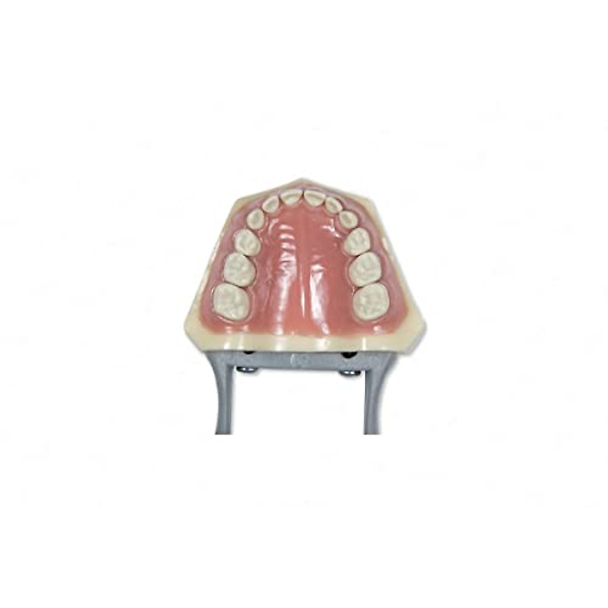 Dental Anatomy Pediatric Typodont Model 760 with Removable Teeth