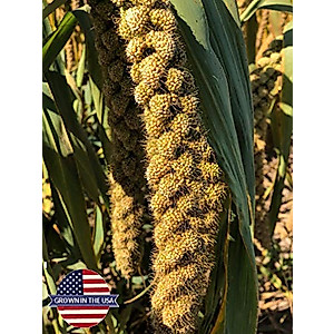 Birds LOVE Wholesome & Lovely Spray Millet GMO Free No Pesticide (No Stems Only Edible Tops) for Parrots Birds Cockatiel Lovebird Parakeet Finch Canary All Parrots Healthy Treat-1lb…