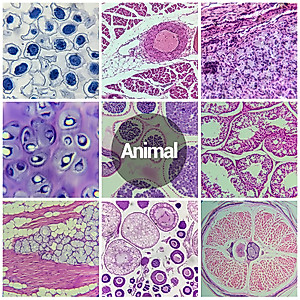 60 Microscope Slides with Specimens for Kids, Prepared Microscope Slides for Kids Microbiology, Prepared Microscope Slides for Adults