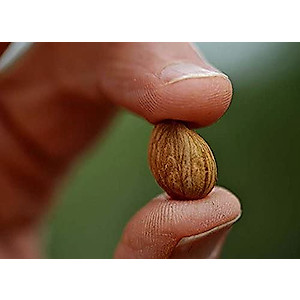Bitter Apricot Kernels, 8 oz, 375 Raw Apricot Seeds, 100% All Natural, GMO Free, Pesticide Free, Gluten Free, Vegan
