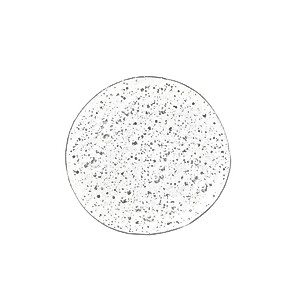 Paul Mitchell Shampoo One, Everyday Wash, Balanced Clean, For All Hair Types, 33.8 fl. oz.