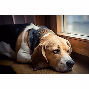 PETS HEALTH SOLUTION Dog Urinary Care Dog Food - Natural Urinary Tract Support - Dog Treats - Premium Advanced Complex - Cranberry Dog Supplements - 180 Treats (2 Bottle)