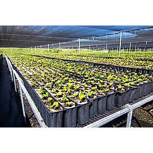 Yaucono, Cafe Crema, and Cafe Rico Ground Coffee from Puerto Rico Variety, 14 Ounce (Pack of 3)