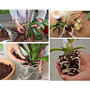 Orchid Bark for Plants Organic Pine Bark for Proper Root Development for Phalaenopsis Cattleyas Dendrobiums Oncidiums Paphiopedilums and More (1qt Medium(12-18mm))