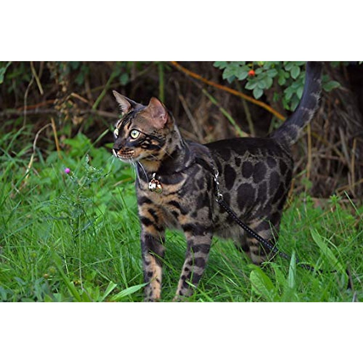 Beau's Bells 2 Extra Loud Cat & Dog Bells | Pet Tracker | Save Birds & Wildlife | Luxury Handmade Copper (Small)