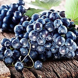 QAUZUY GARDEN 20 Muscadine Grape Seeds for Planting Outdoor Vitis rotundifolia E165, Non-GMO Seeds, Delicious and Nutritious Fruits Survival Gear Food Seeds