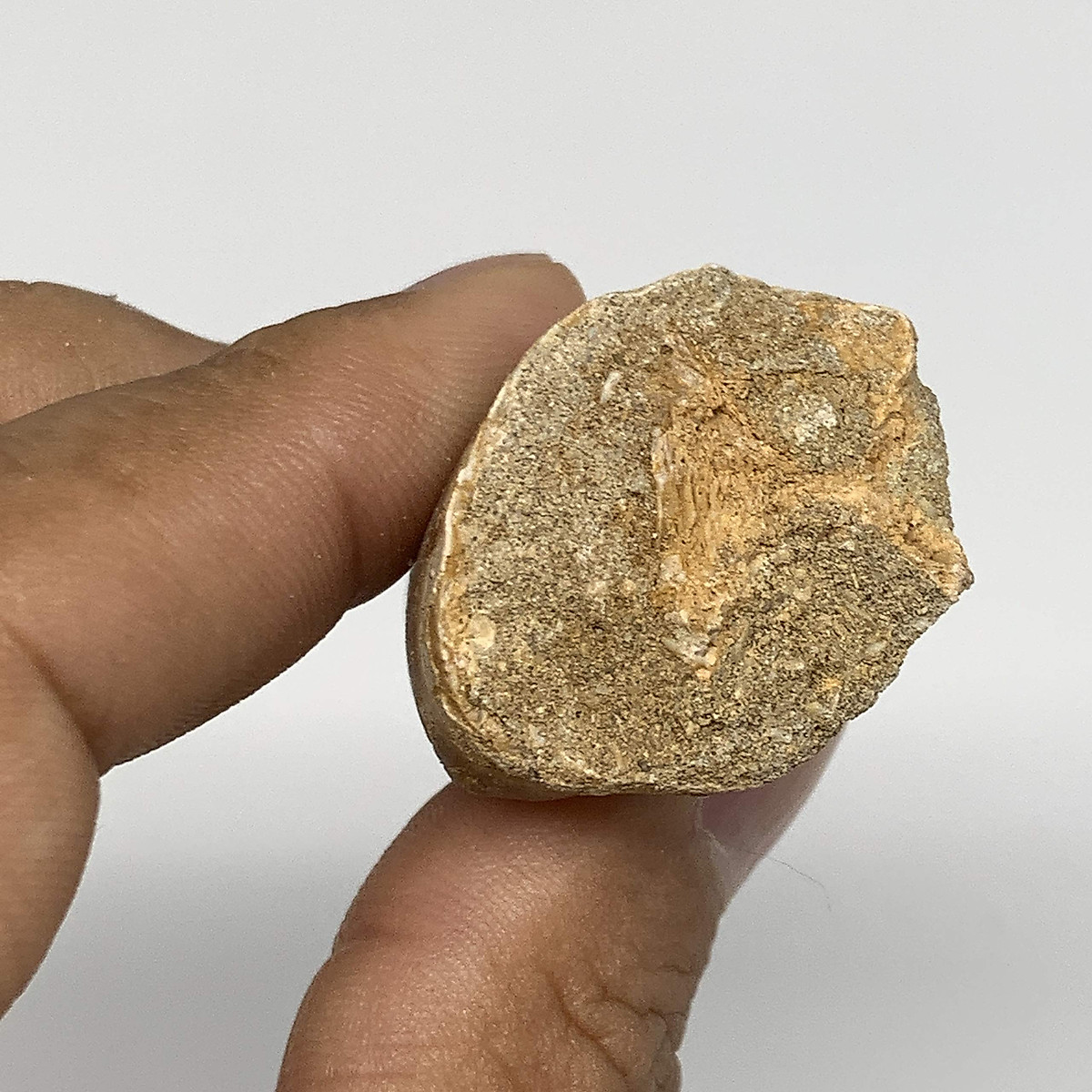 20.8g, 1.7"x1"x0.8" Fossil Mosasaur Tooth Reptiles, Cretaceous from Morocco,B12802