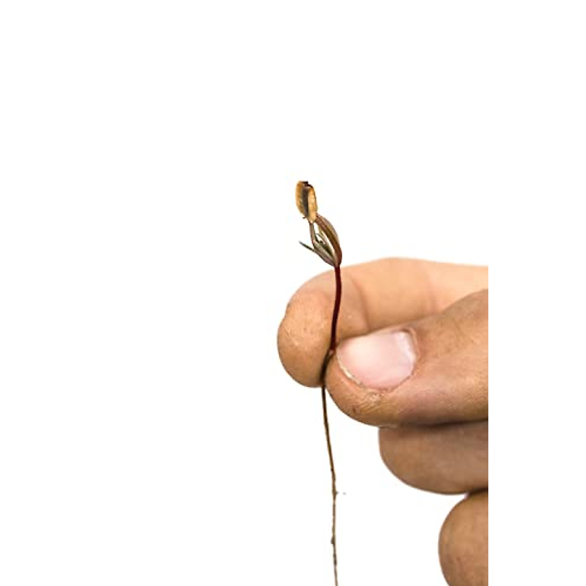 Giant Sequoia | Tree Seed Grow Kit | The Jonsteen Company