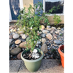 MTB Garden Plant Support Stake, 12-Pack Metal Half Round Tall Plant Support Ring Hoop, 9.5-in Wide x 15.8-in High Plant Cage for Tomato,Peony,Vegetable and Flowers Vine