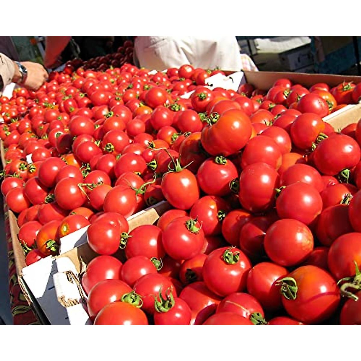 "Early Girl" Tomato Seeds for Planting, 25+ Seeds Per Packet, (Isla's Garden Seeds), Non GMO Seeds, Botanical Name: Solanum lycopersicum, 90% Germination Rate, Great Home Garden Gift