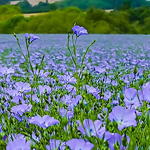 Outsidepride Linum Sky Blue Common Flax or Linseed Garden Flower Plant Seeds - 1000 Seeds