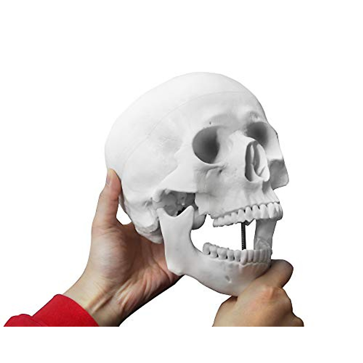 Vision Scientific VAL207-A Life-Size Human Skull – 3 Parts | Medical Grade, Features Joints, Sutures, Fissures, Joints, Foramina and Processes | Removable Skull Cap, Full Dentition | W Manual