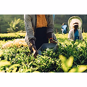 QuikTea Lemongrass Chai Tea Latte - 10 Count Single Box - All Natural Preservative Free Authentic Chai from Assam