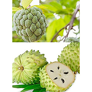 10+ Soursop Graviola Guanabana Annona Muricata Fruit Tree Seeds Fresh Tropical Fruit
