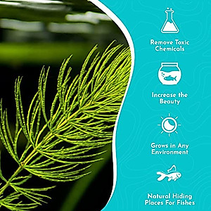 CANTON AQUATICS Live Aquarium 3 Hornwort Bunch Plants - Excellent Oxygenator - Easy to Maintain Plant - Removing Excess Nitrates - Promote High Water Quality - 3-5 Stems Per Bunch