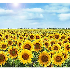 Teddy Bear - Fluffy, Giant Sunflower Seeds - 30 Seeds - Up to 7' Tall