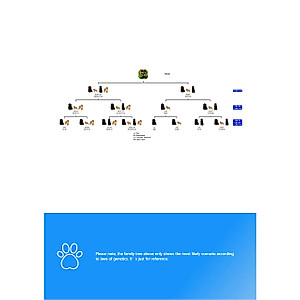 AffinityDNA PetGen - Dog Breed, Health, Behaviour & Trait Identification Test Kit | at-Home Sample Collection Cheek Swab Kit | Full Genetic Test for Dogs| Results in 4 Weeks | No Extra Fees