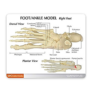 GPI Anatomicals - Foot & Ankle Model | Human Body Anatomy Replica of Foot & Ankle w/Plantar Fasciitis for Doctors Office Educational Tool