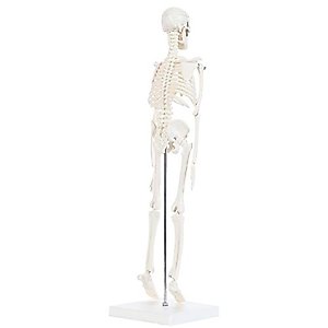 Anatomy Lab Human Skeleton Model, 19" Desktop Skeleton Has Movable Arms and Legs, Details Basic Human Skeletal System with Display Stand