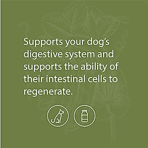 Standard Process Canine Enteric Support - Digestive System Support for Dogs - Nutritional Dog Supplement for Gut Health Support - Canine Supplement Formula to Aid Healthy Digestion - 30 g