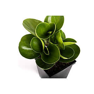 Plants by Post Green Peperomia Obtusifolia Quart Baby Rubber Plant 4" Easy Houseplant