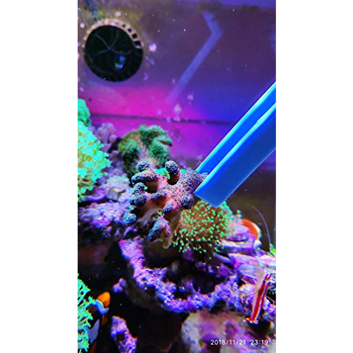 Aquarium Choice Coral Feeder Long Syringe Reef Feeder SPS HPS Marine Reef Coral Feeder Tool Fish Excreta Cleaner (11.8 inch Coral Tweezers Never Rust)