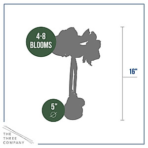 Waxed Amaryllis Bulb - Green - Easy Care - No Watering Needed - Beautiful Holiday Décor