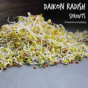 Organic Radish Sprouting Seeds - 1 Pound Non-GMO Daikon Radish Seeds - Plant & Grow Microgreens Indoors