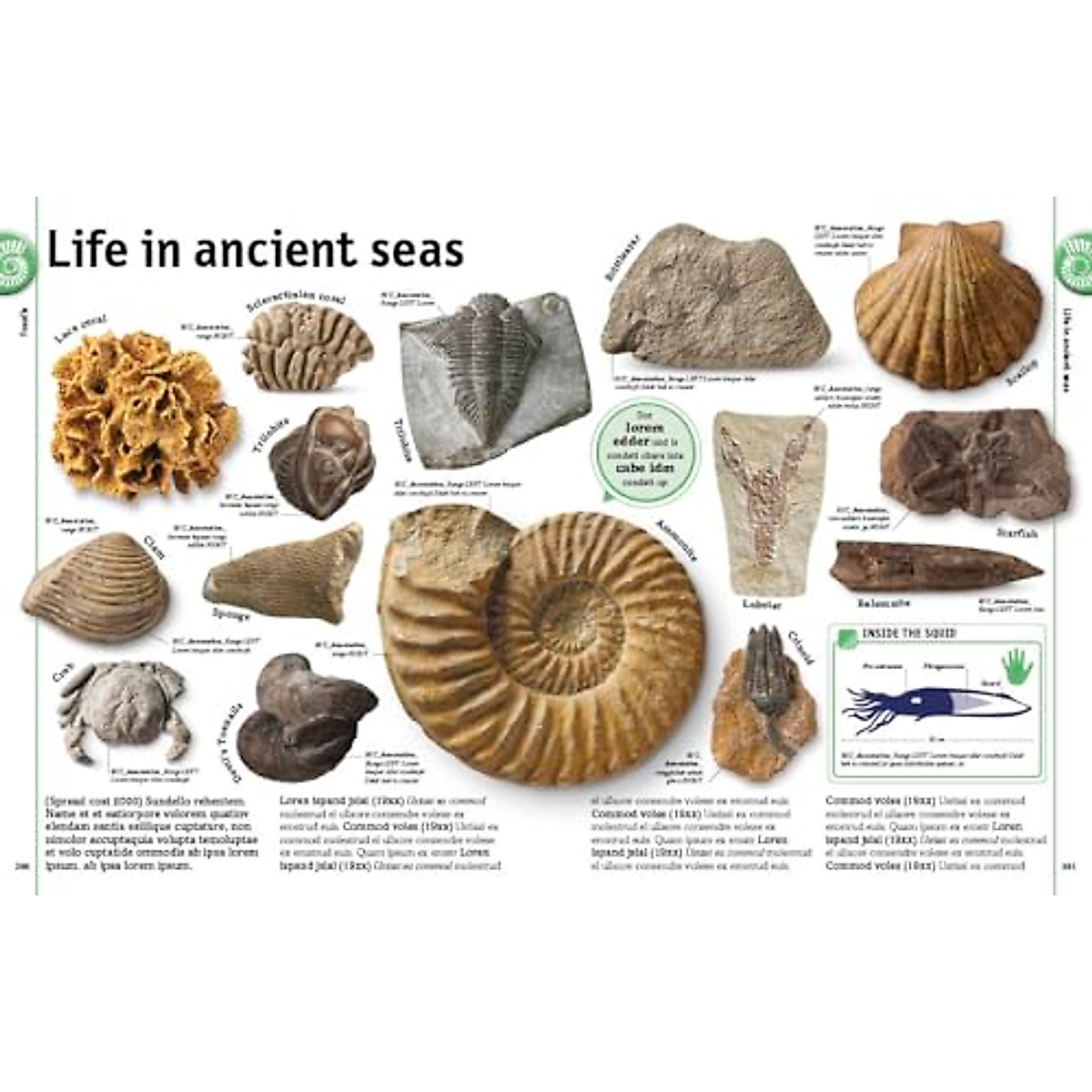 The Rock and Gem Book: And Other Treasures of the Natural World (DK Our World in Pictures)