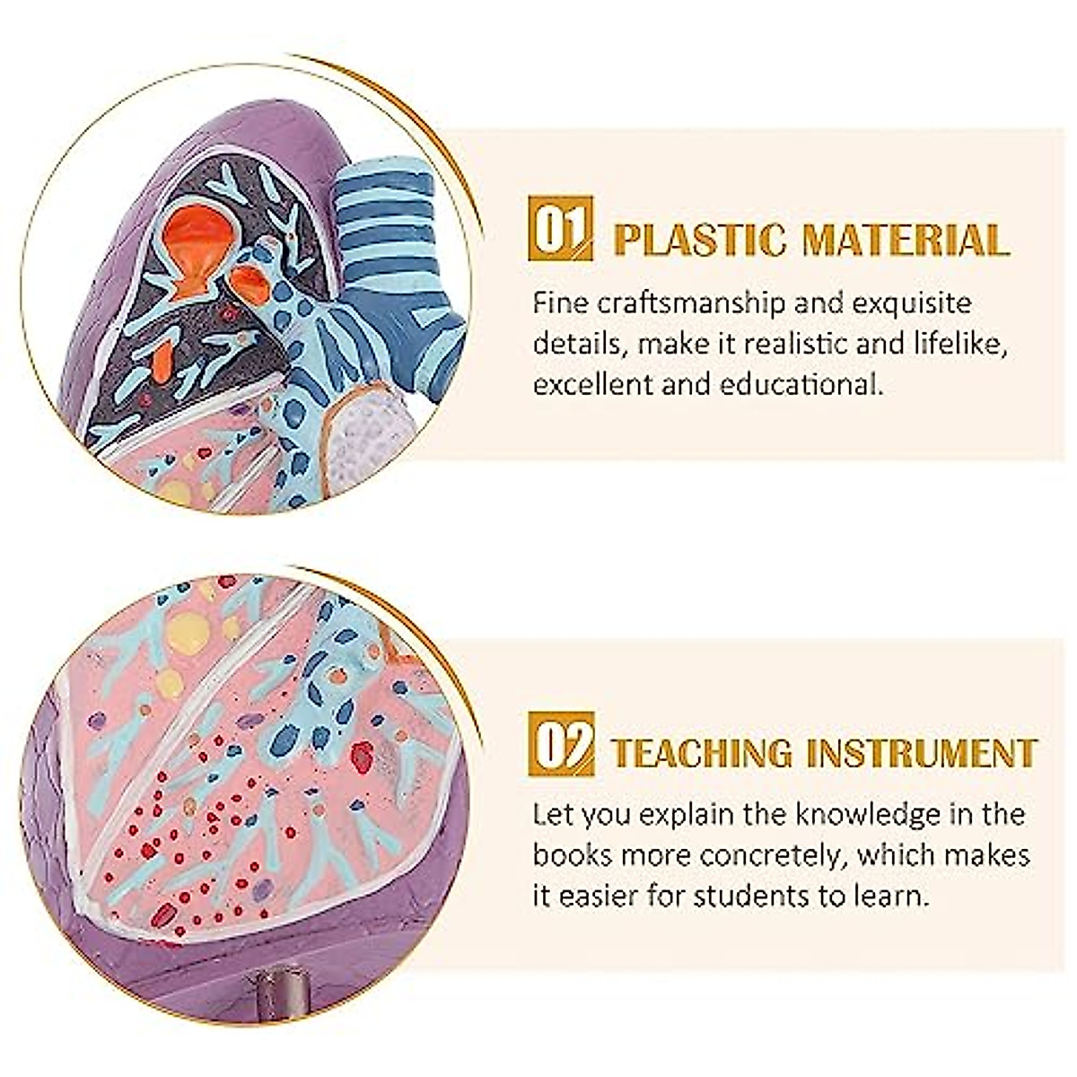 Anatomy Model Human Lung Model Human Pathological Lung Teaching Model, Internal Organs Champion Surgery, for Medical Demonstration Organs Model